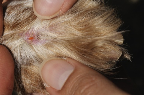 Les aoûtats chez les Animaux - Urgences Vétérinaires