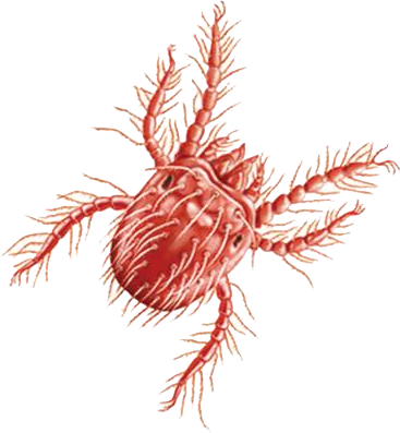 Que sont les Aoûtats et Comment s'en débarrasser